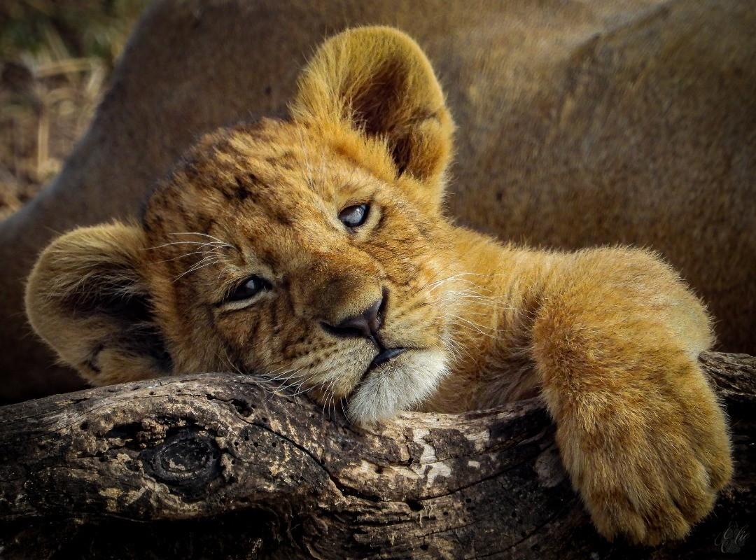 Lion Cubs Sleeping Wallpaper