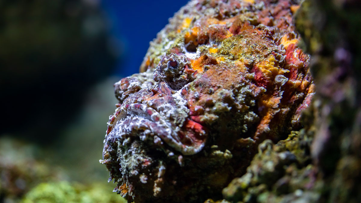 Reef Stonefish Sting