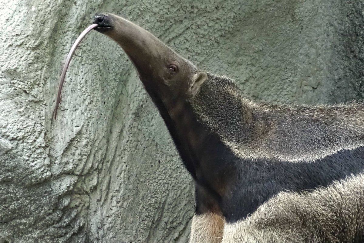 Anteater Nose