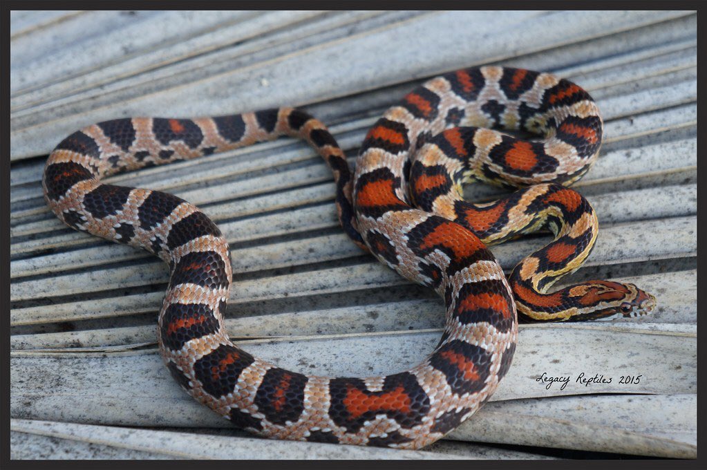 Orchid Corn Snake