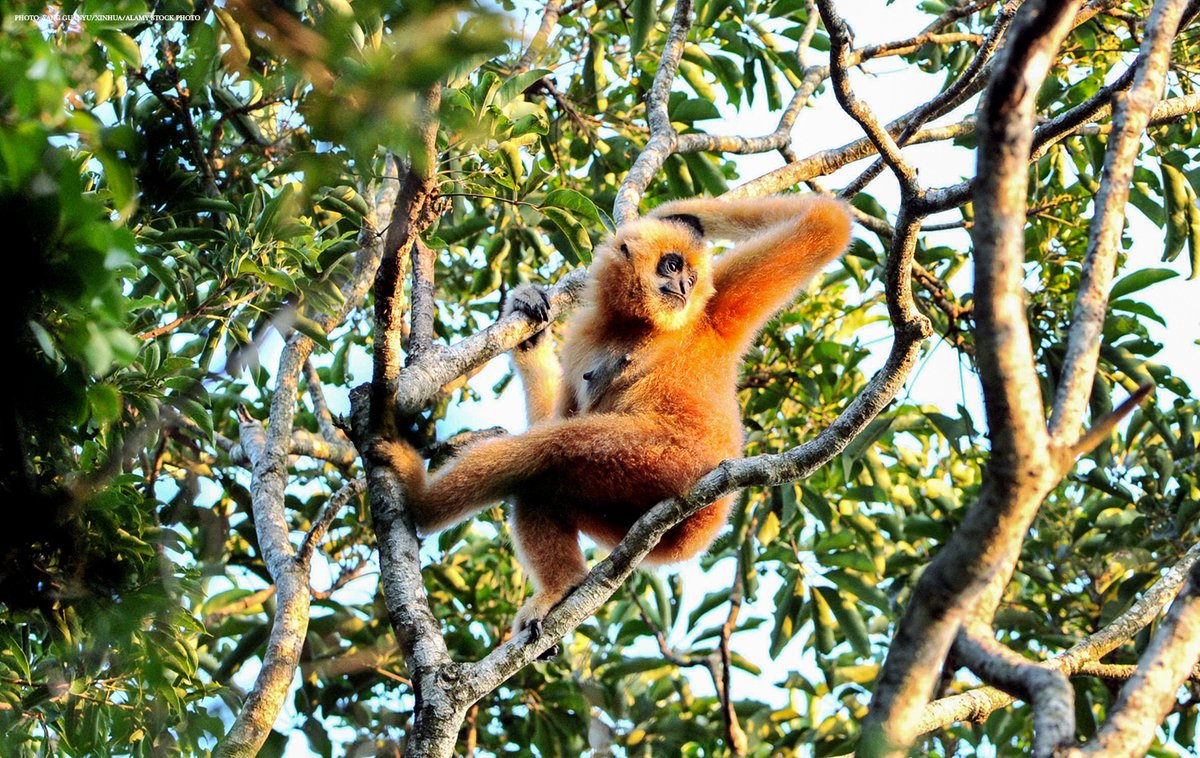 The Hainan gibbon is now the rarest primate and among the rarest ...