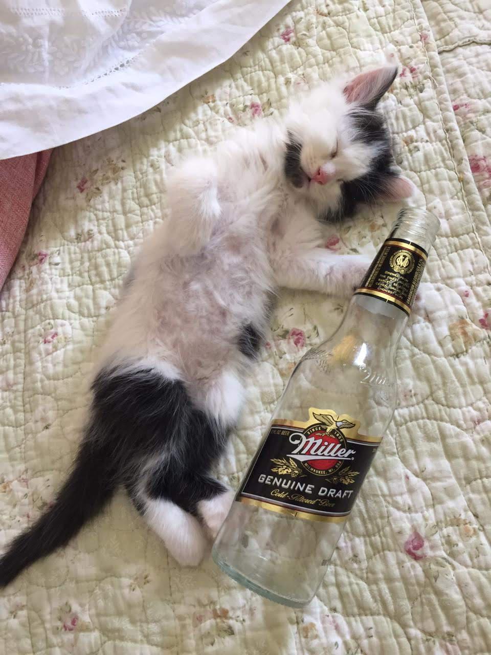 Cats Drinking Alcohol