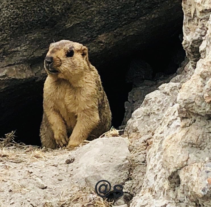 Burrowing Animals Weathering