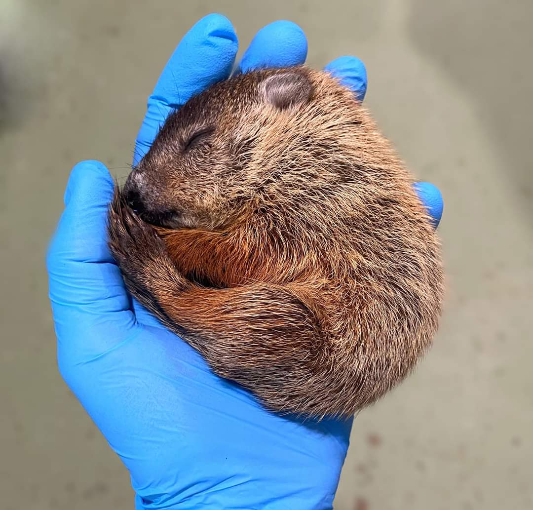 Newborn Groundhog