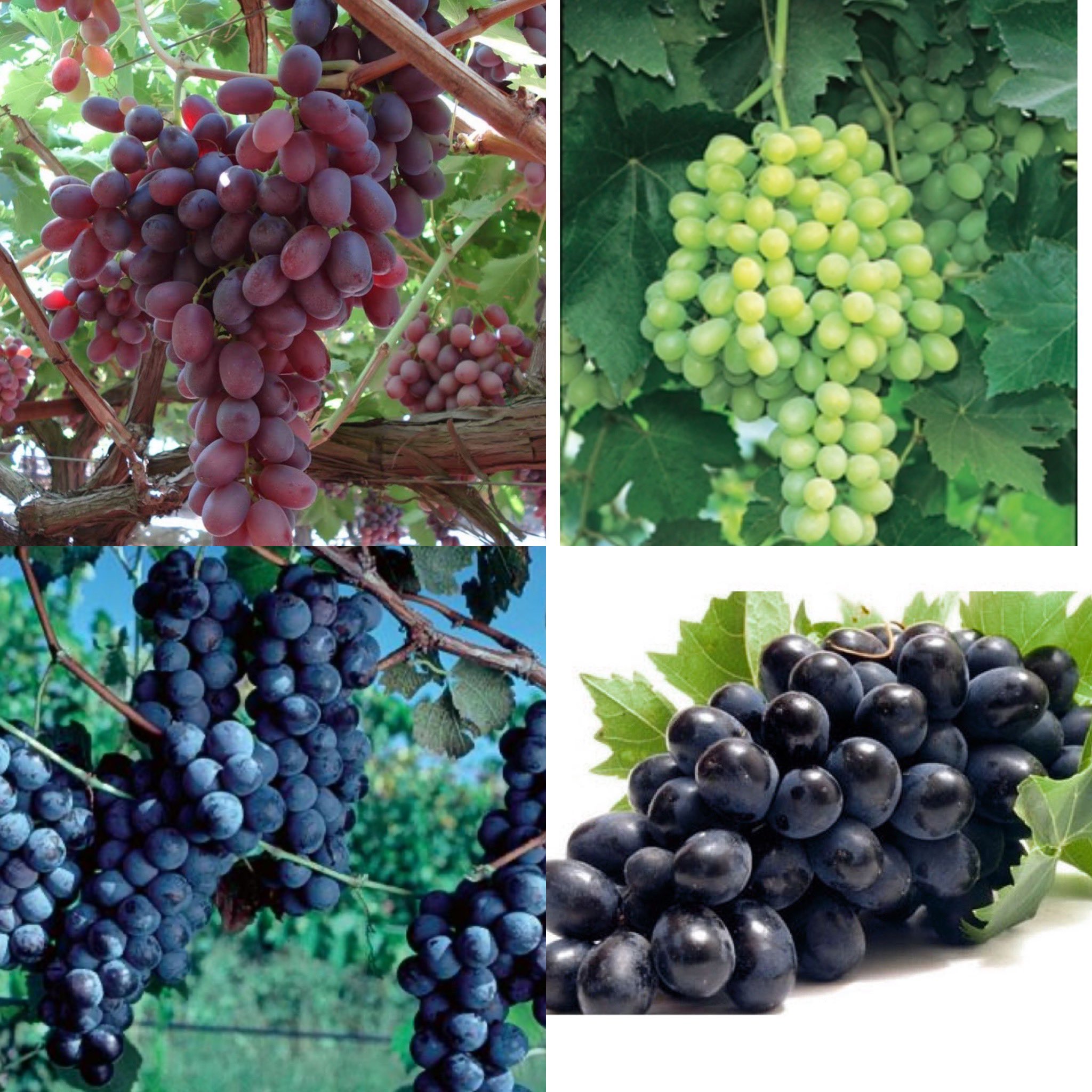 TW Pornstars - Jared. Twitter. Ordering 18 grape vines today. 5 ...