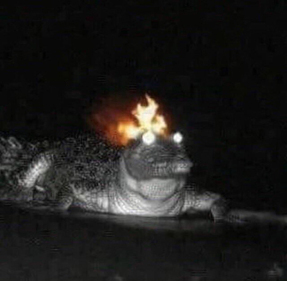 Alligator on fire in the dark : r/MemeTemplatesOfficial