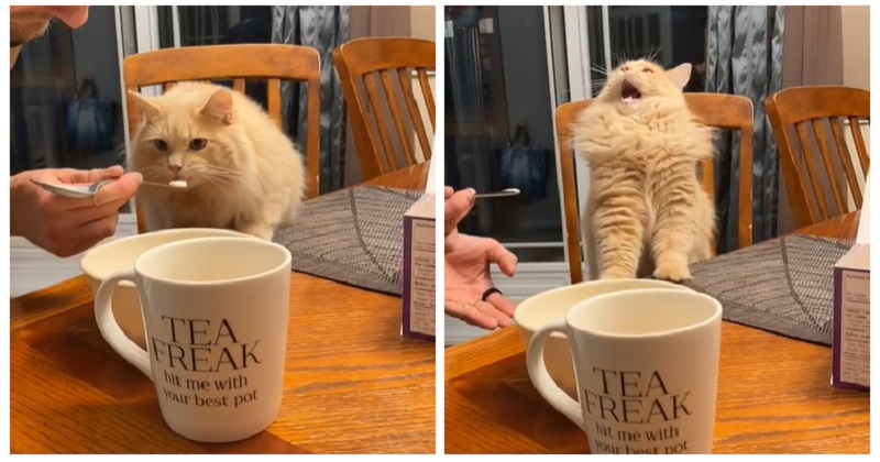 A cat with brain freeze is probably the most dramatic viral video you ...