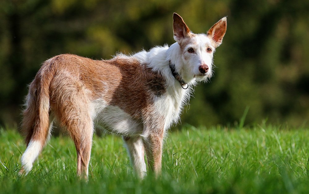Wirehaired Ibizan Hound