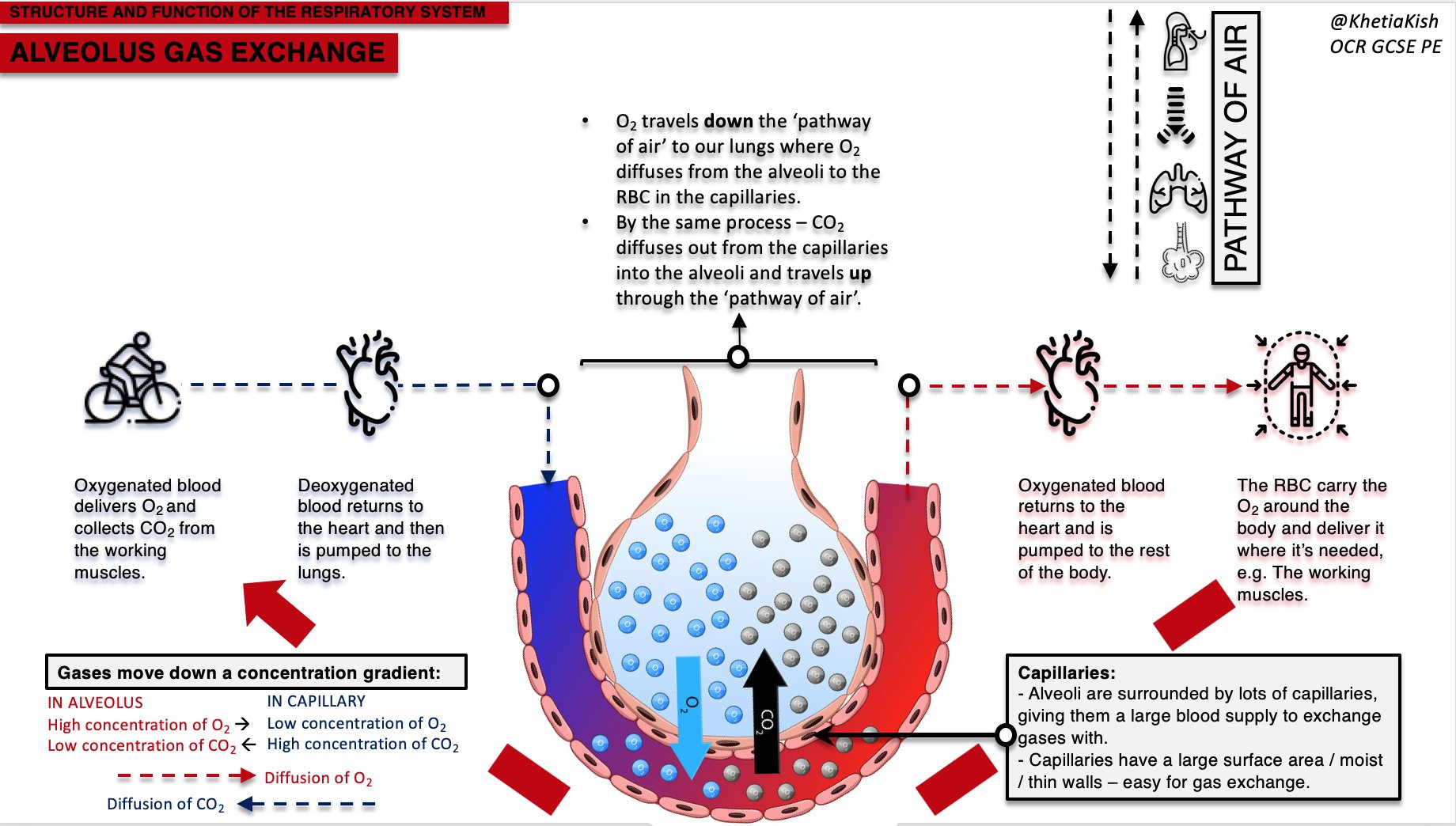 Alveoli Diagram Gcse