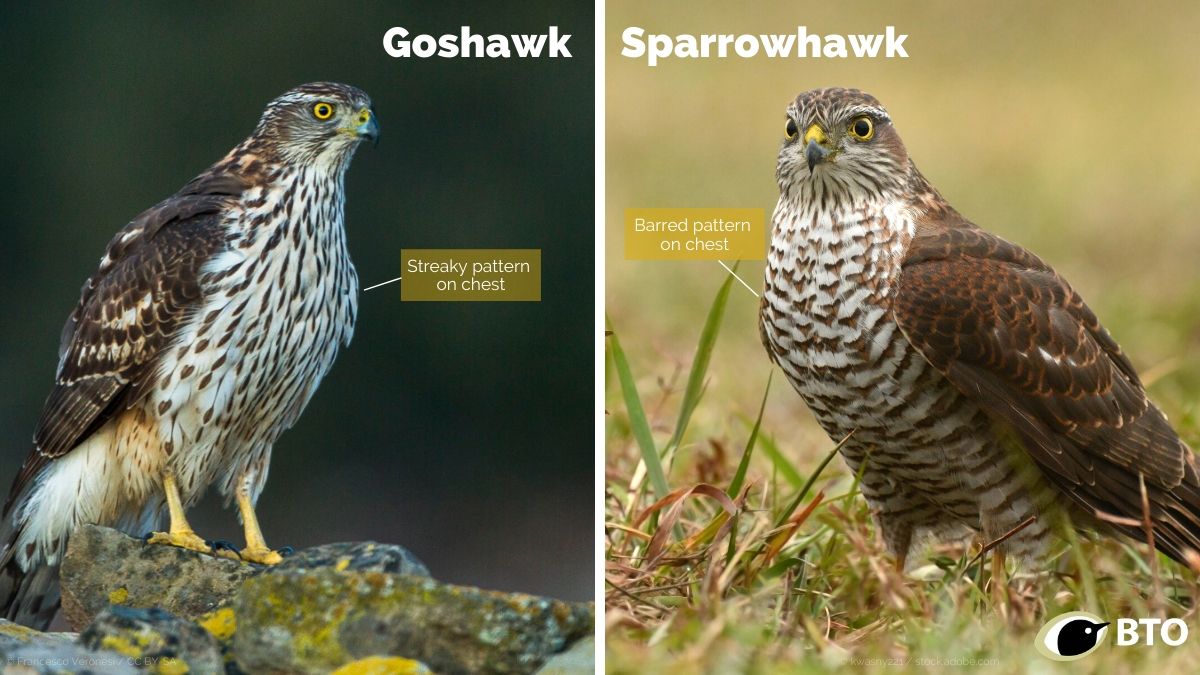 Goshawk Vs Sparrowhawk