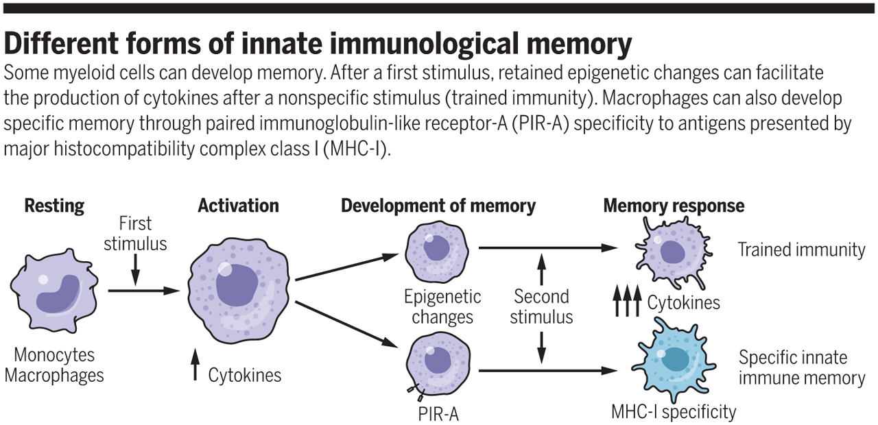 Monocytes And Macrophages