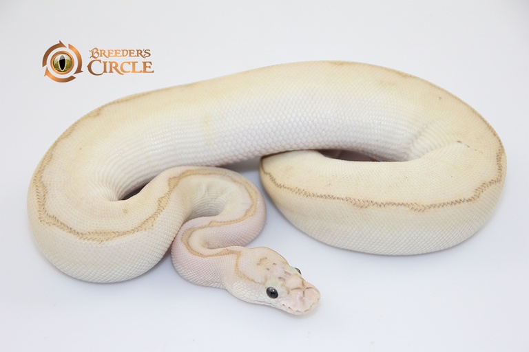 Spider Clown Ball Python