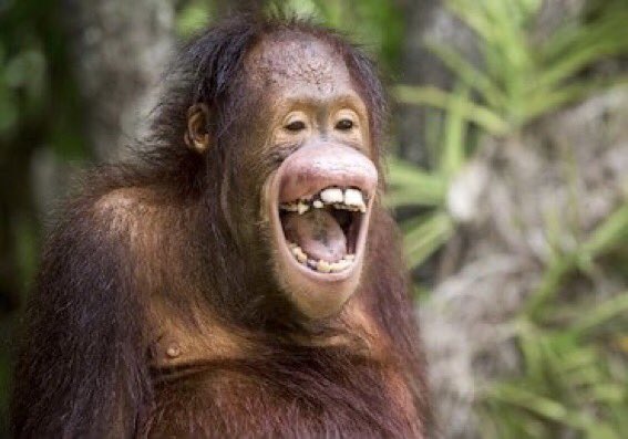 Crazy Looking Monkeys