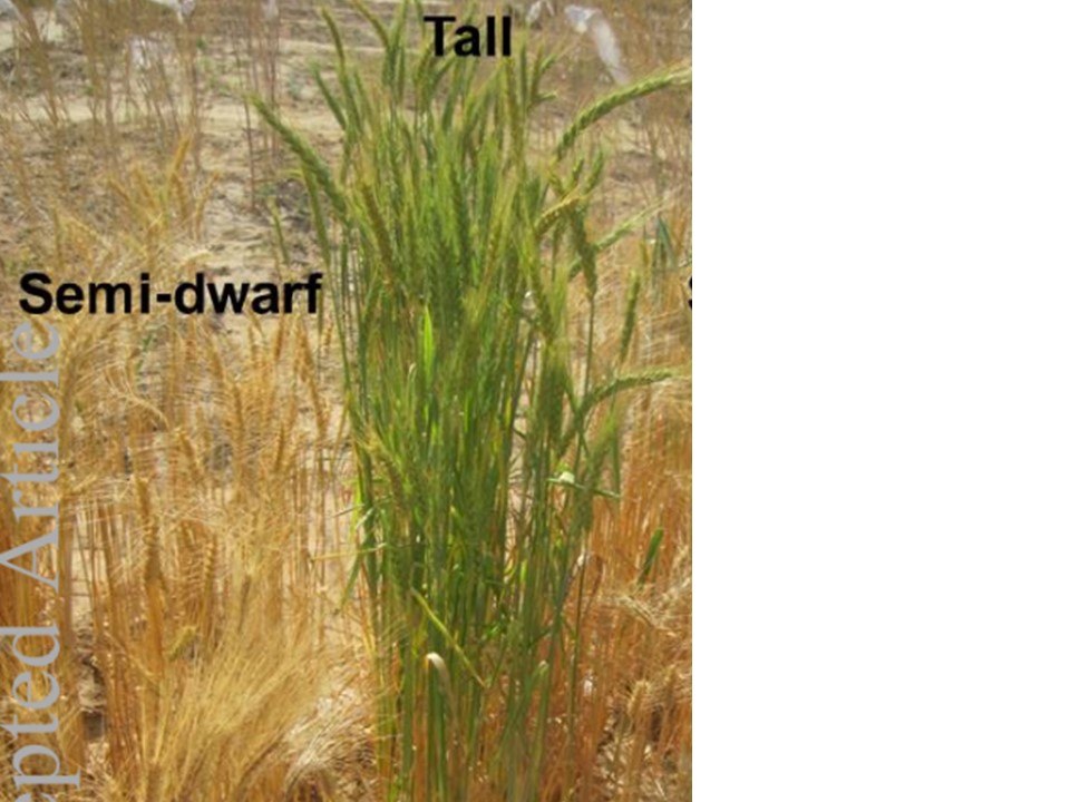 How Tall Is Wheat