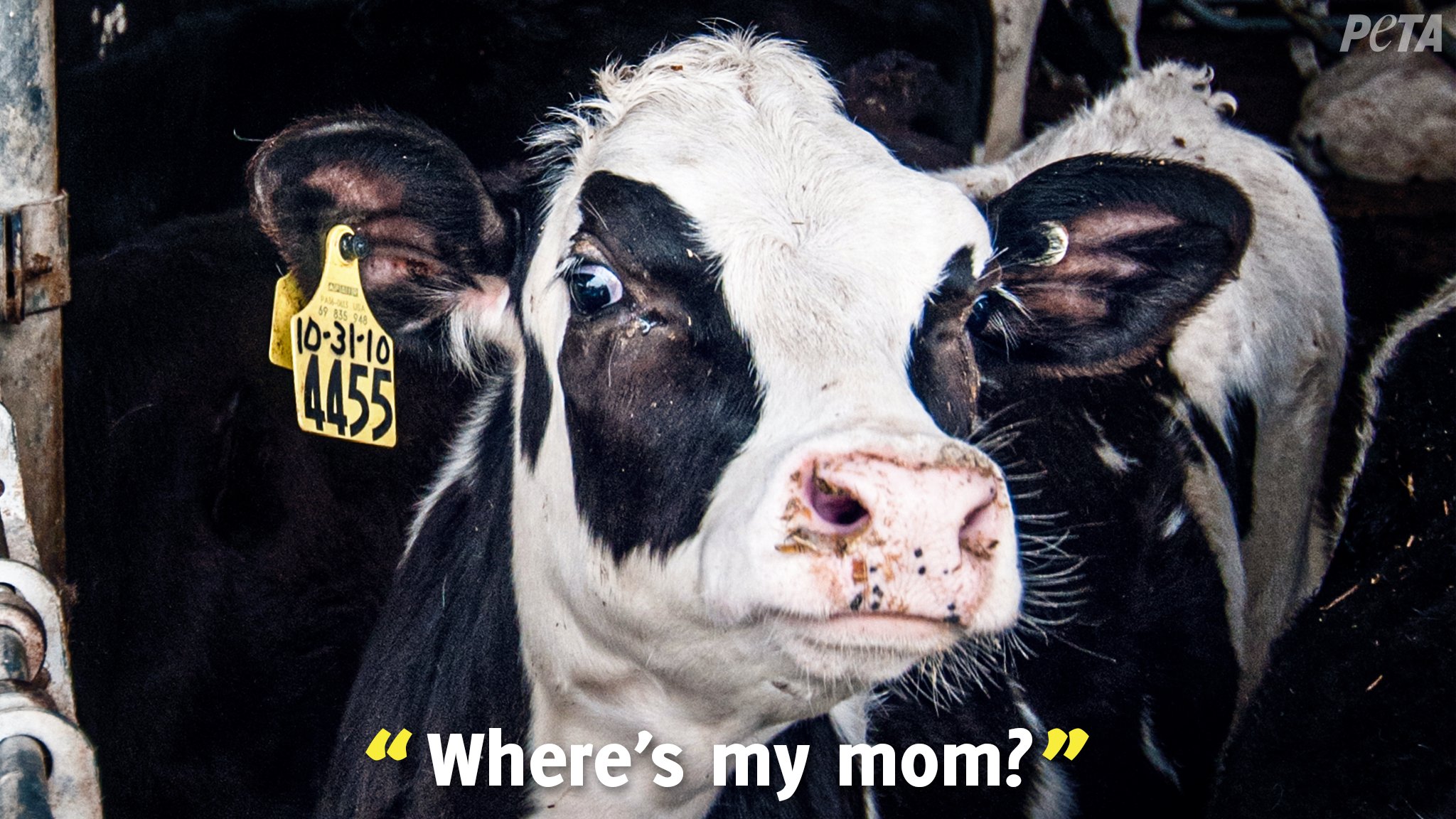 Baby Calf Memes
