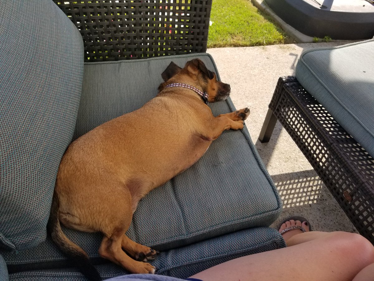 Rie Merritt she/her on Twitter: "Skeeter, in repose.…