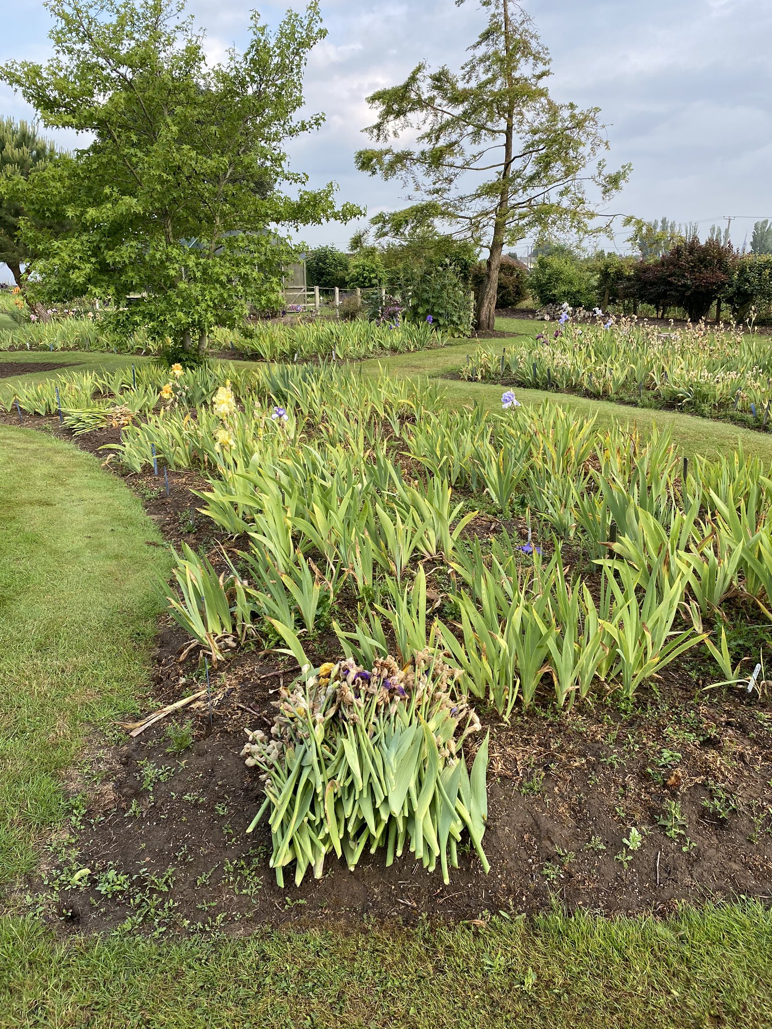 Seagate Nurseries on Twitter: "So it begins... deadheading... once the last flower has finished ...