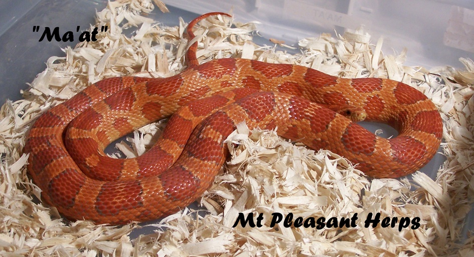 Hypo Amel Corn Snake