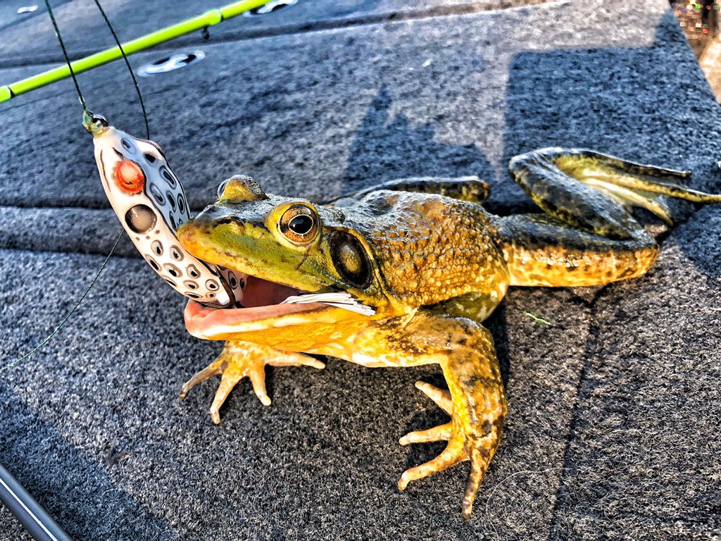 Largemouth Bass Frog Lures