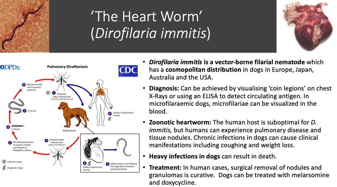 Dirofilaria Immitis In Humans