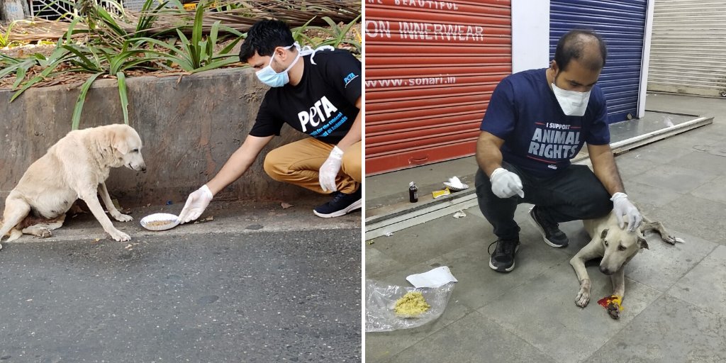 Animals Helping Other Species