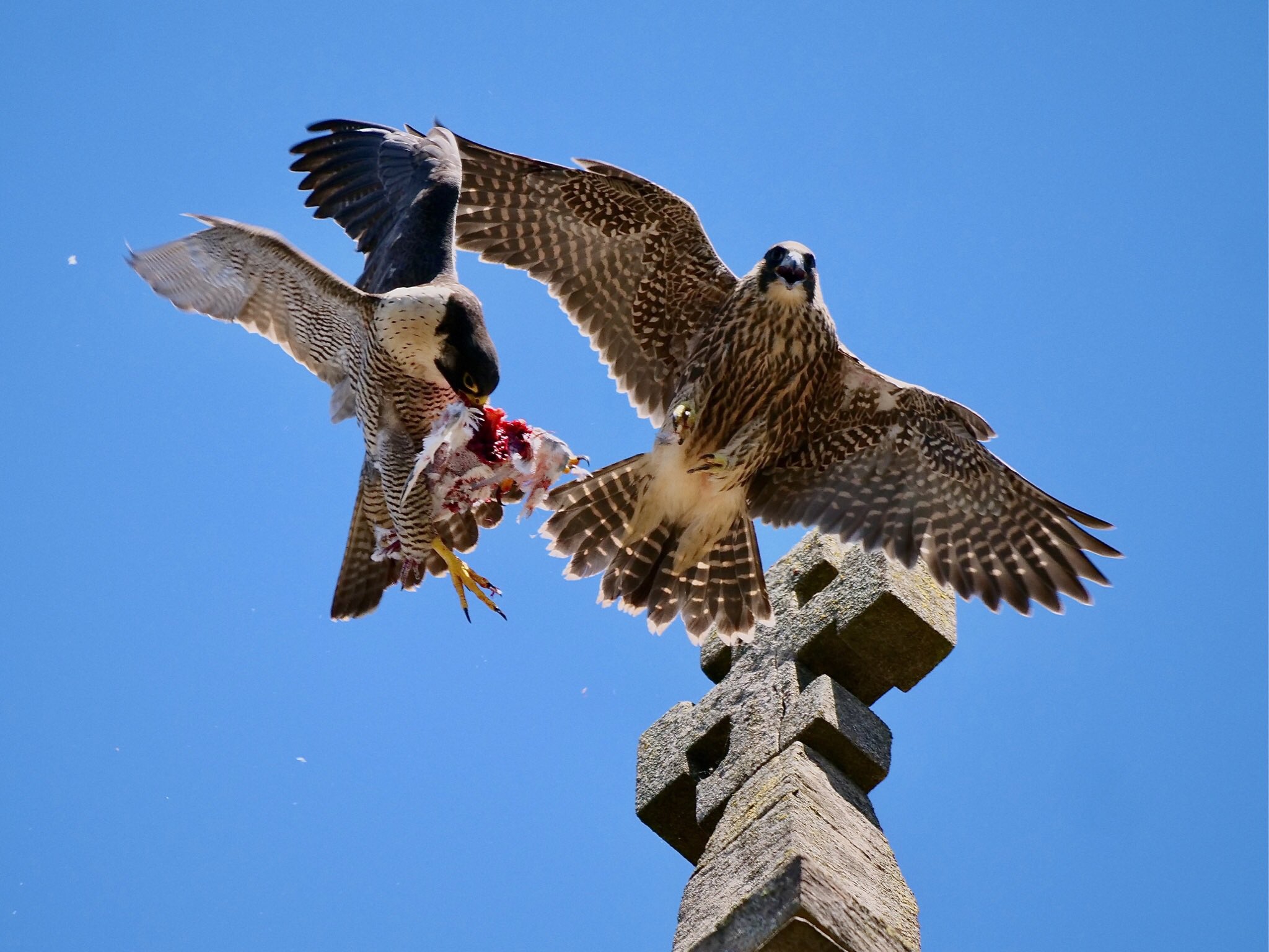 Peregrine Falcon Food