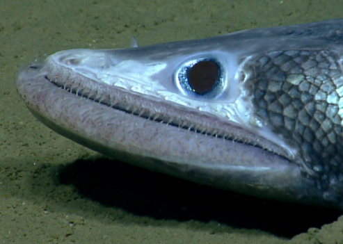 Deep Sea Lizardfish