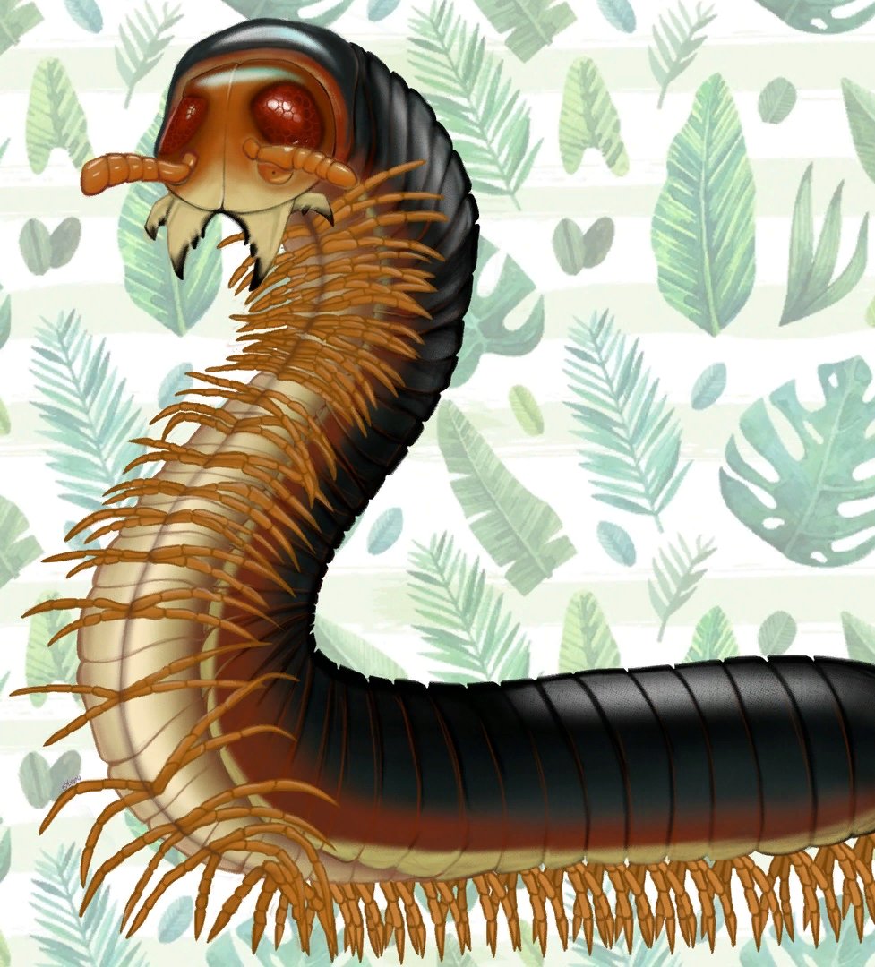 Millipede Drawing