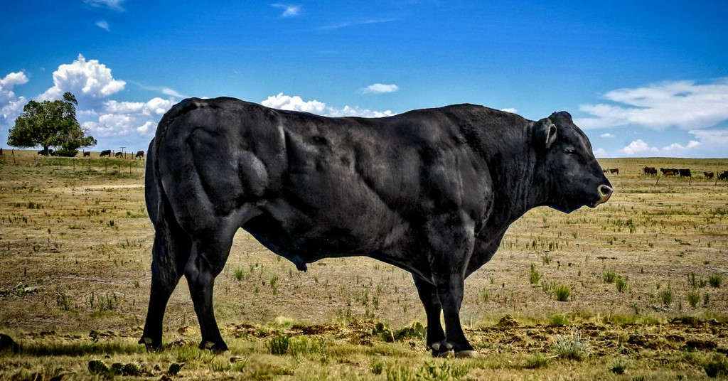 Why these animals (and one baby) are incredibly jacked | Popular ...