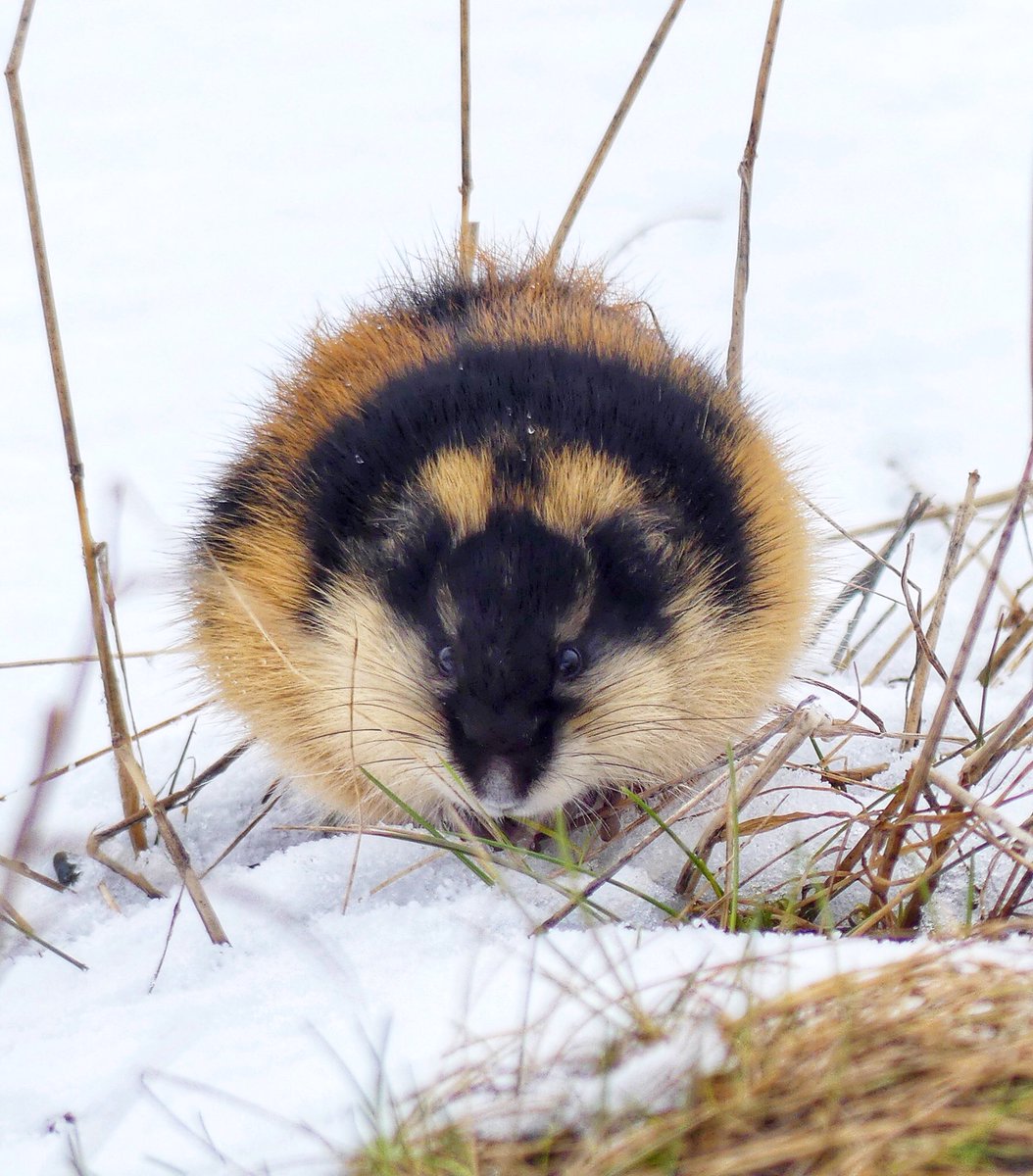 Lemmings In The Tundra