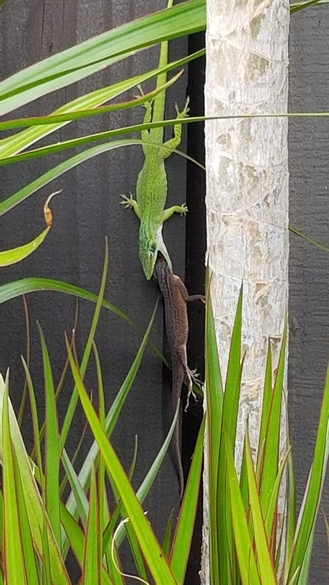What Do Anole Lizards Eat