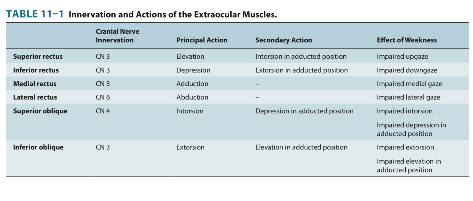 Superior Oblique Muscle Action