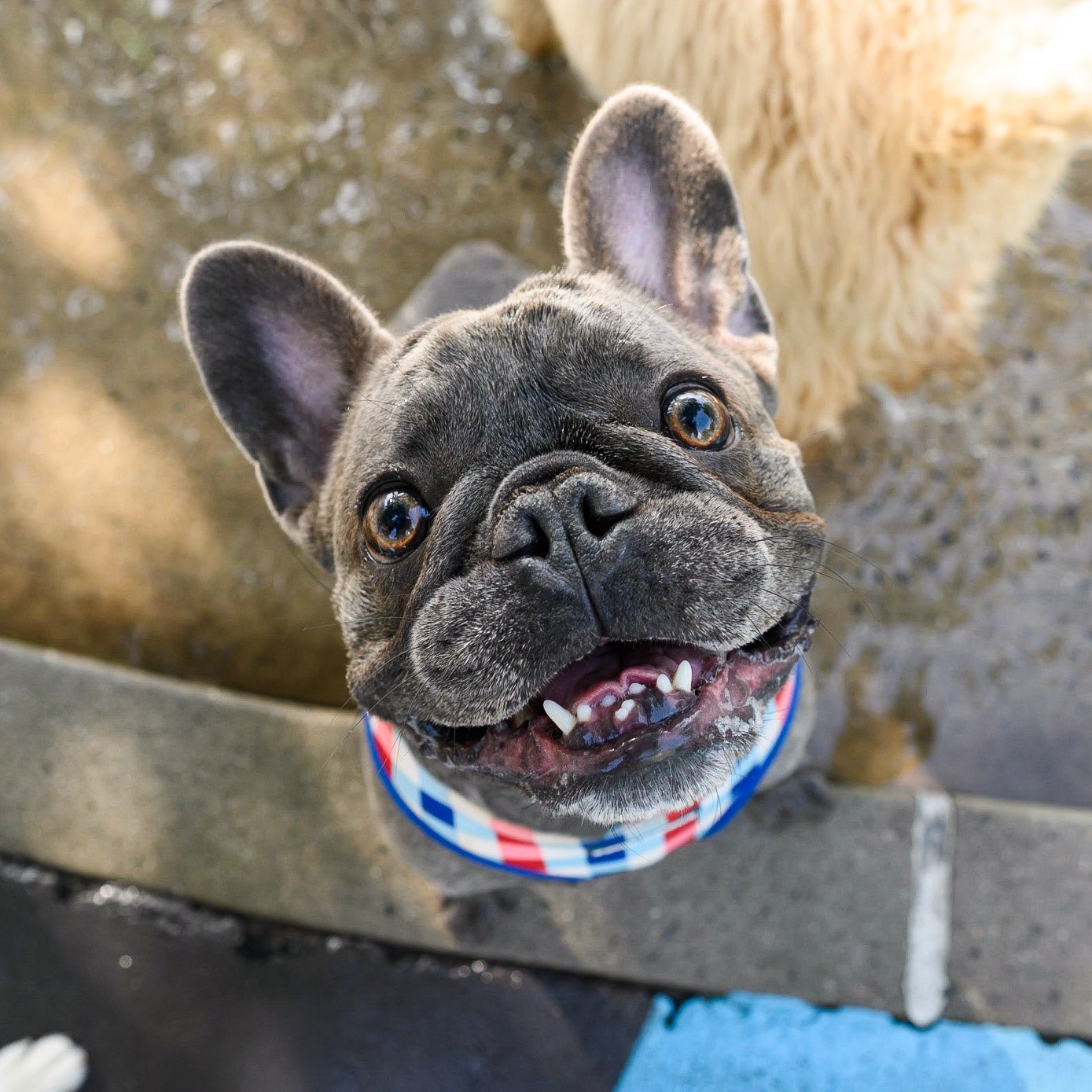French Bulldog Smile