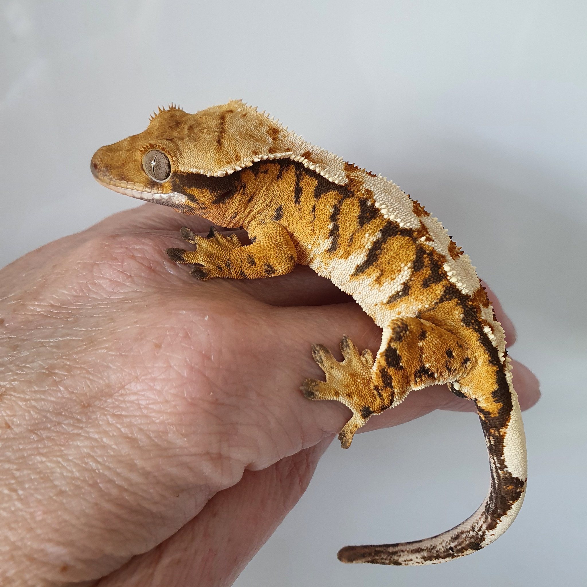 Tricolor Crested Gecko