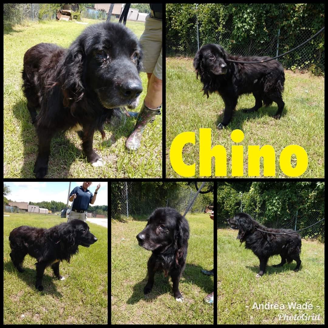 American Eskimo Black Lab Mix