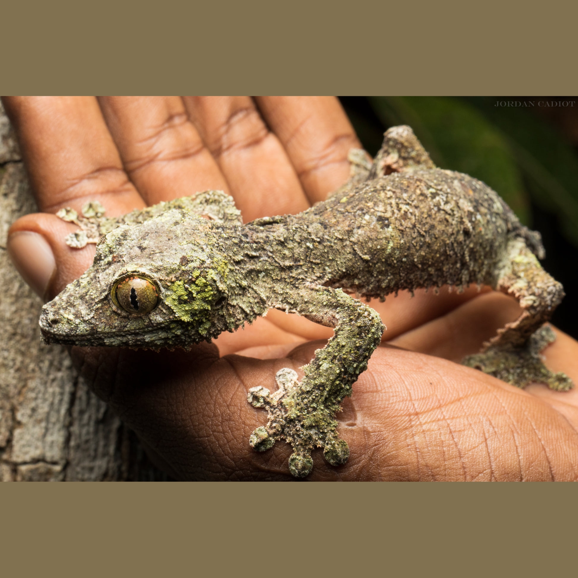 Leaf Tailed Gecko Camouflage