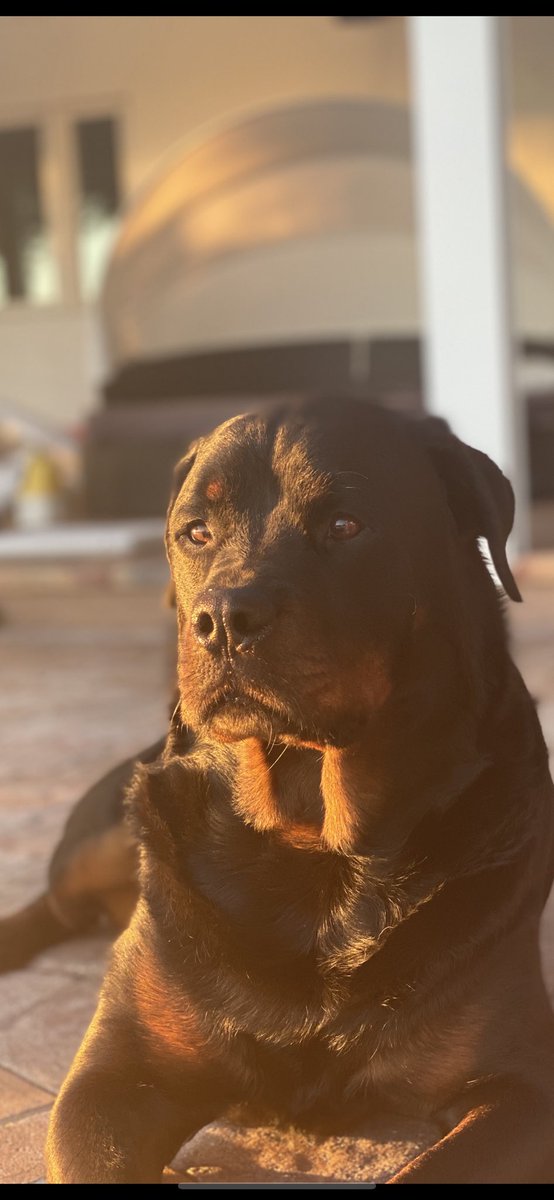 Bashurverse Wallpaper