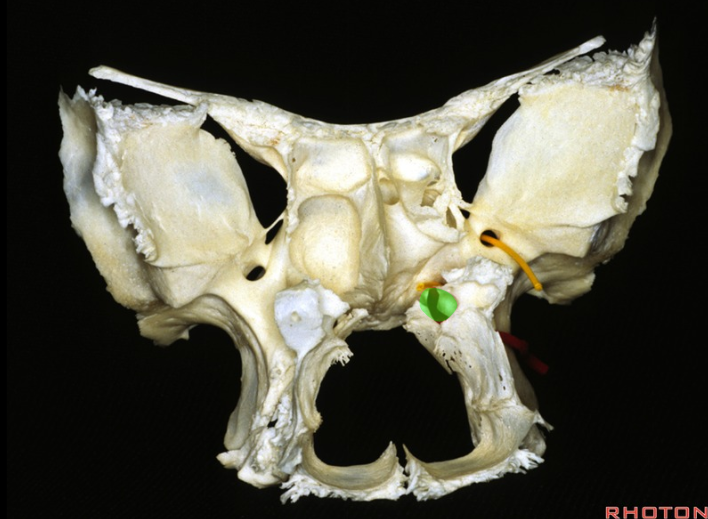 Sphenopalatine Foramen