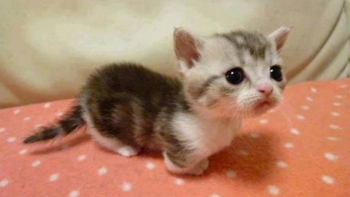 Omg Kitten