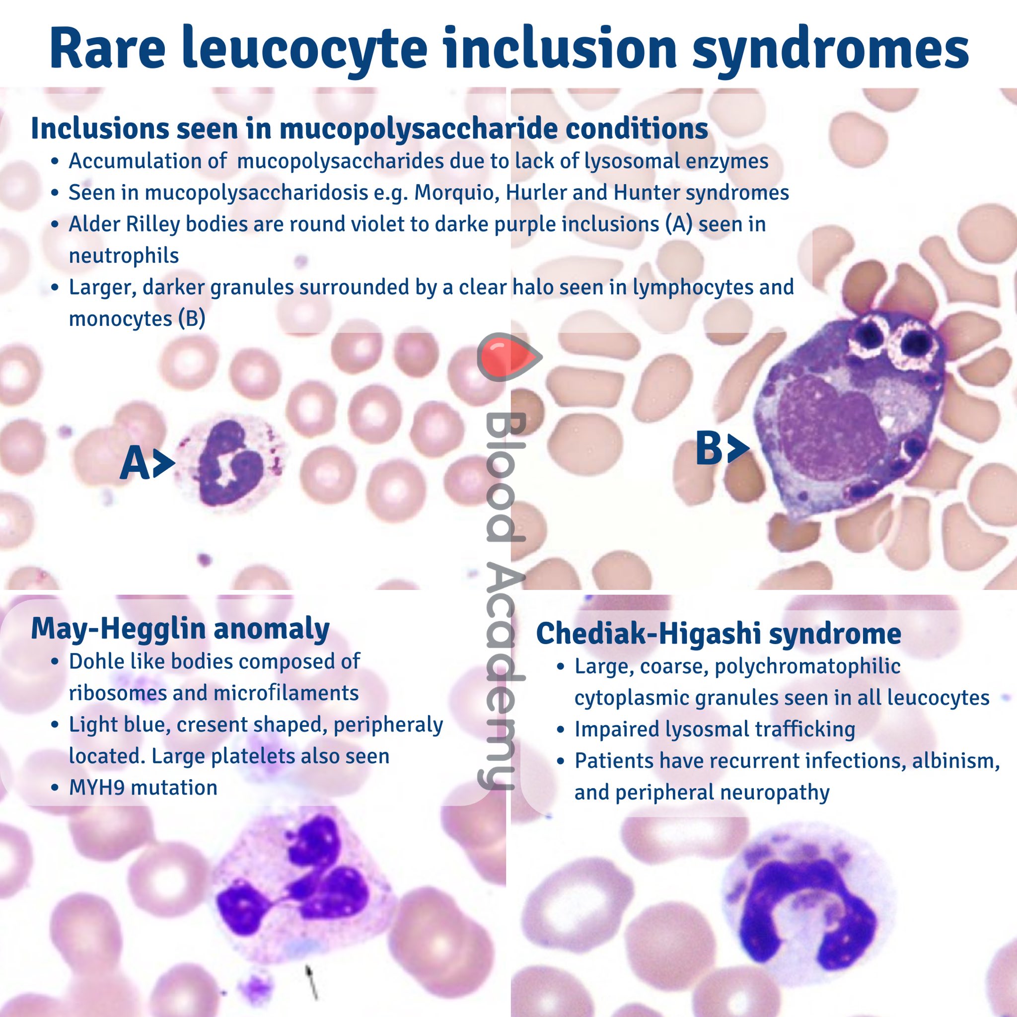 Alder Reilly Vs Toxic Granulation