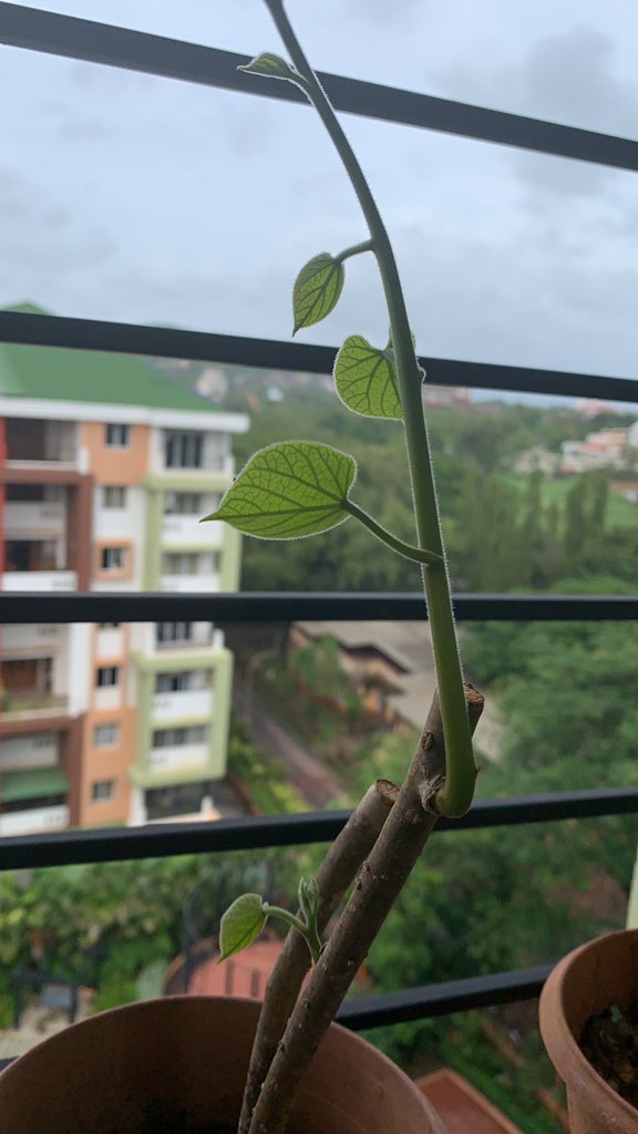 Thigmotropism Gif