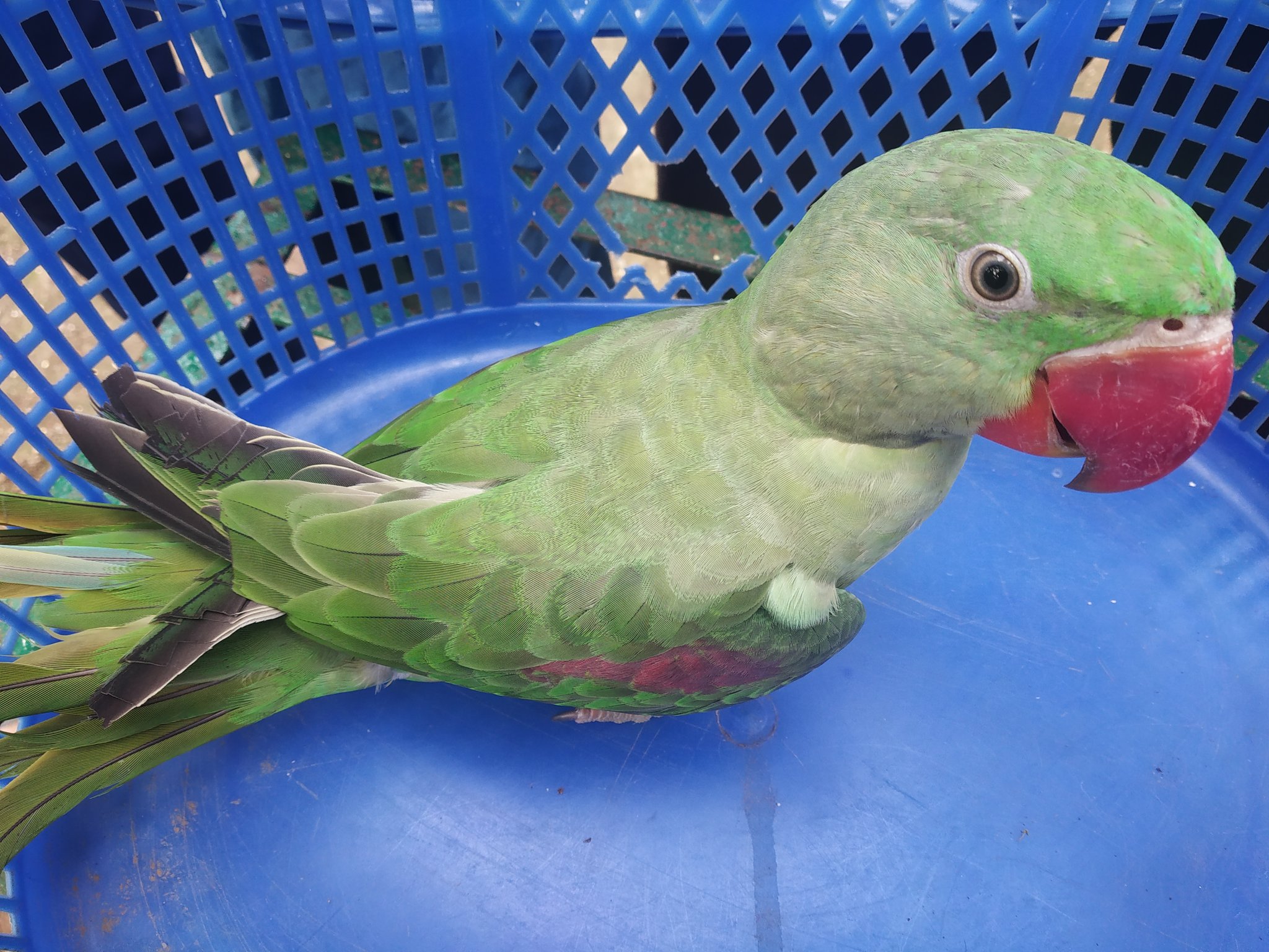 Alexandrine Parrot Blue