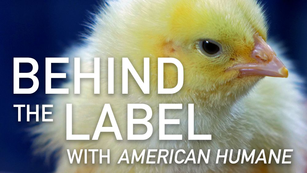 Rhoback Donates Face Masks to American Humane - American Humane ...