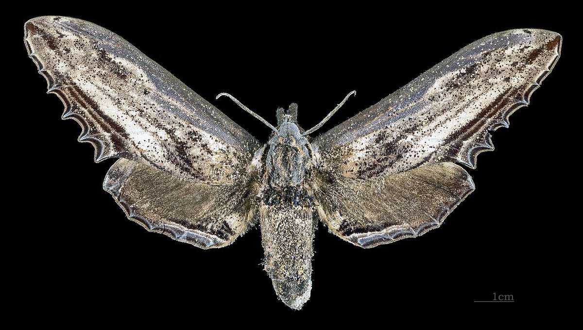 😡 يسروع عصبي جدا 🐛 😊 انه يسروع عثة صقر التفاح Apple Hawkmoth ...