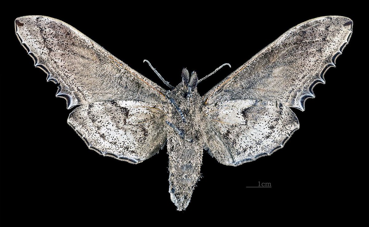 😡 يسروع عصبي جدا 🐛 😊 انه يسروع عثة صقر التفاح Apple Hawkmoth ...