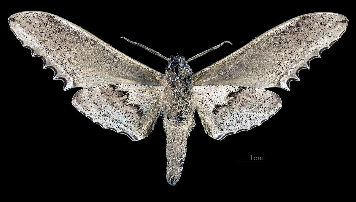 😡 يسروع عصبي جدا 🐛 😊 انه يسروع عثة صقر التفاح Apple Hawkmoth ...