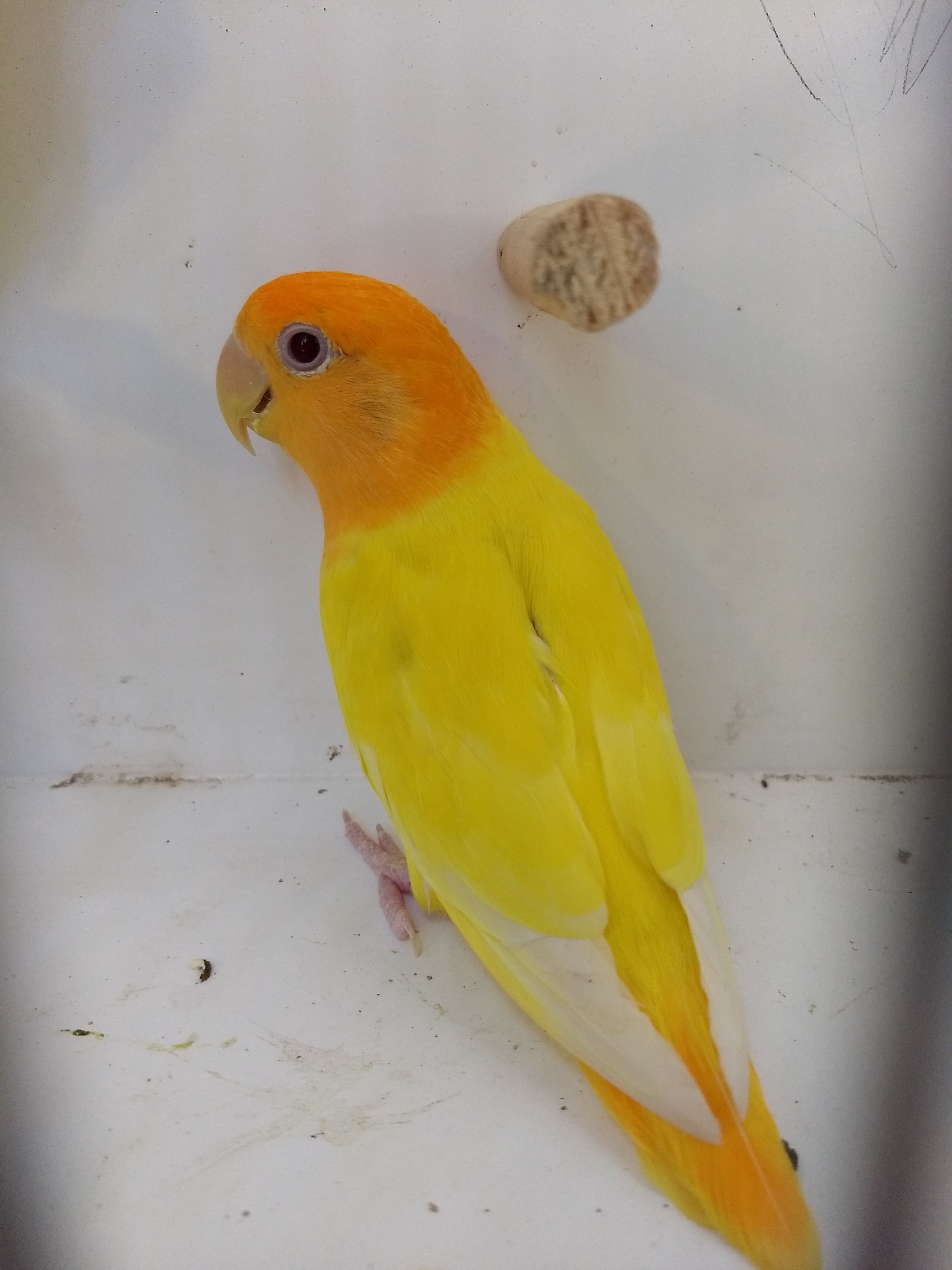 Agapornis Lutino Opalino