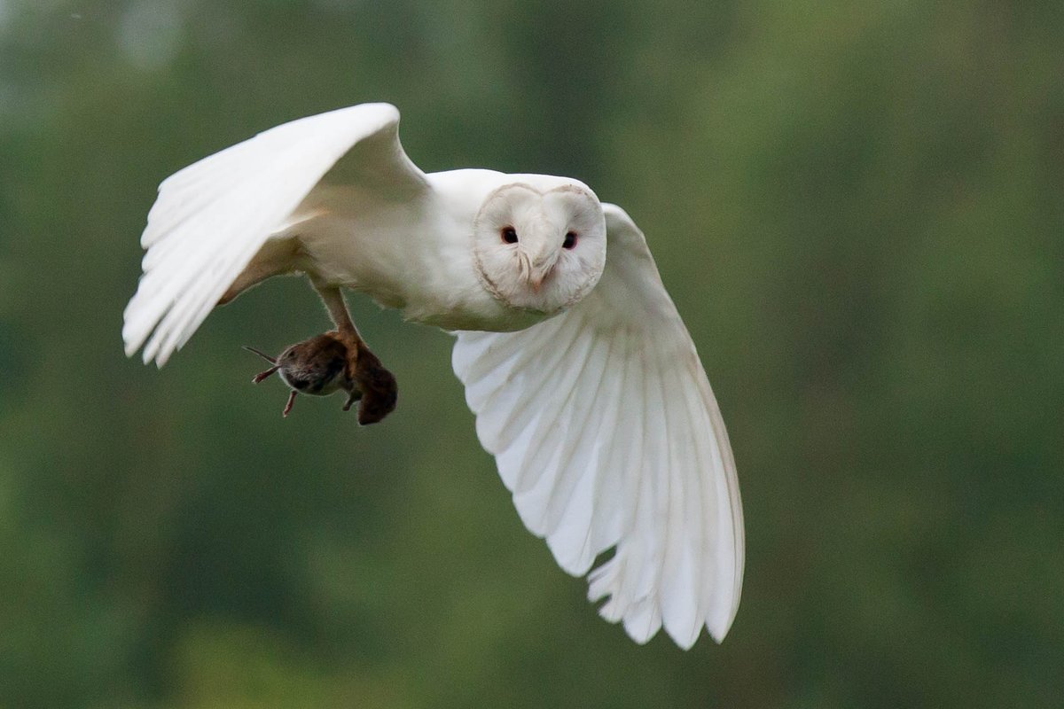 Leucistic Barn Owl