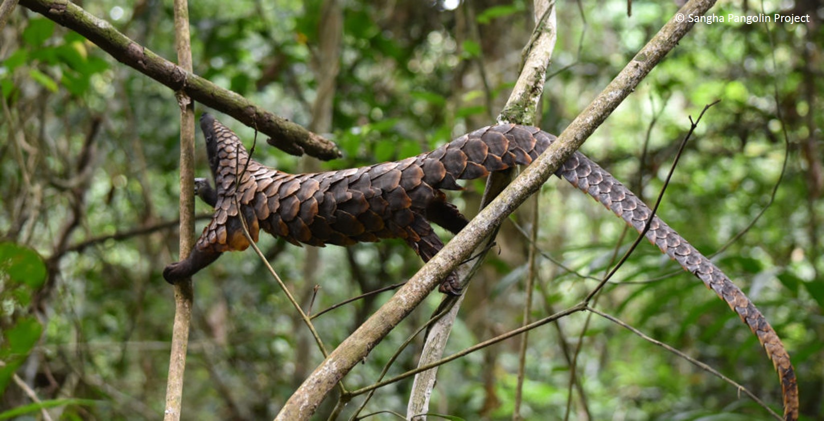 Tree Pangolin