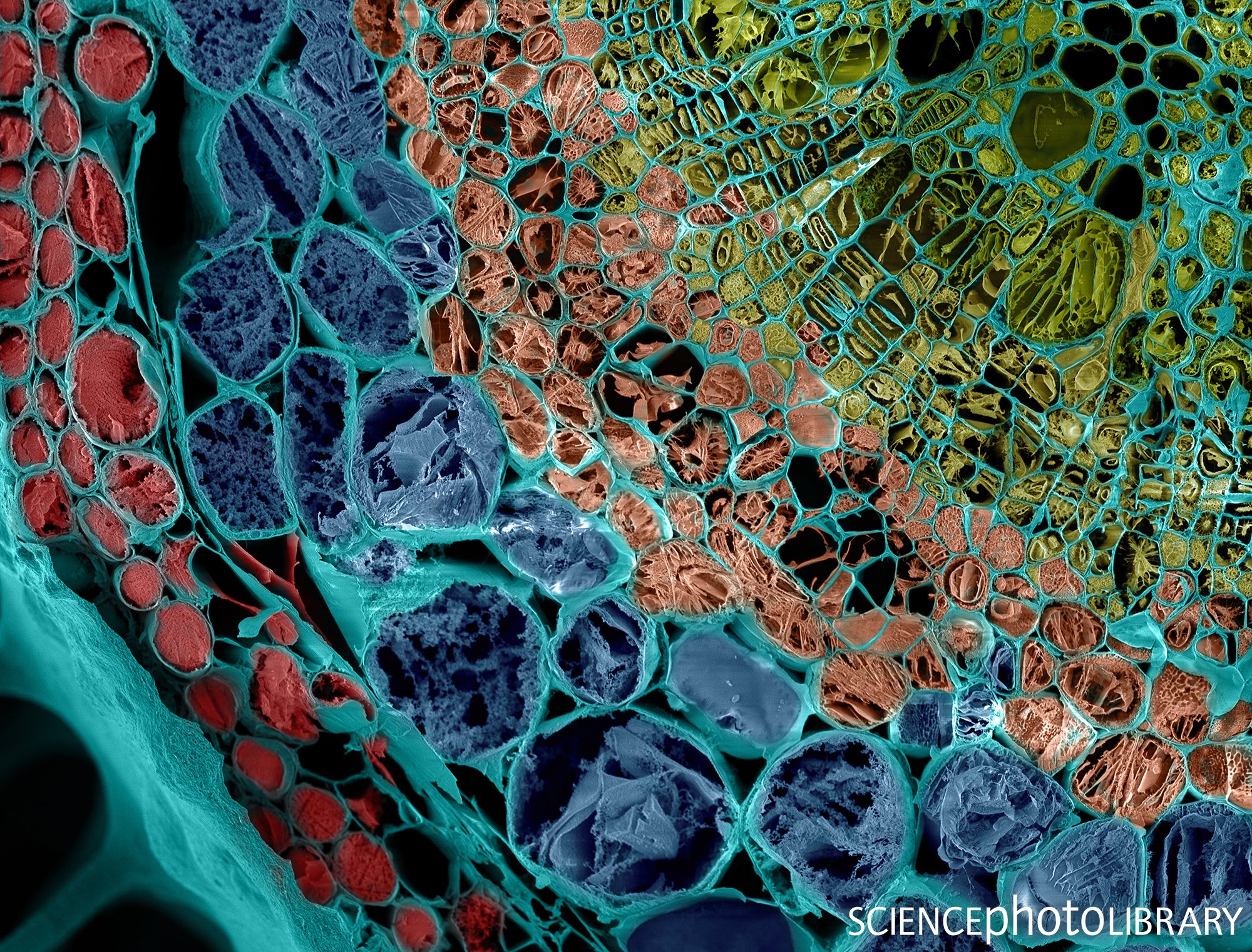 Stem Cells For Plants Under Microscope